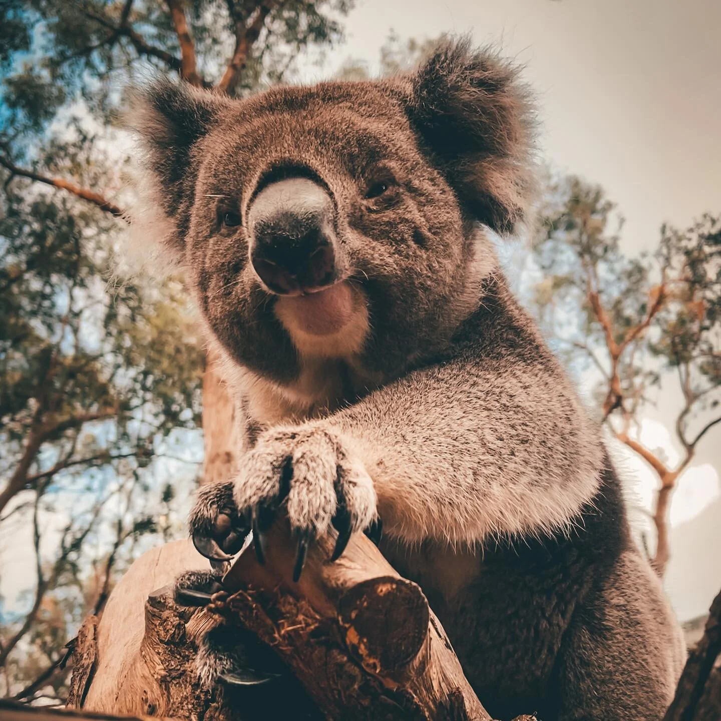 Wildlife Sidekicks Animal Education Incursions