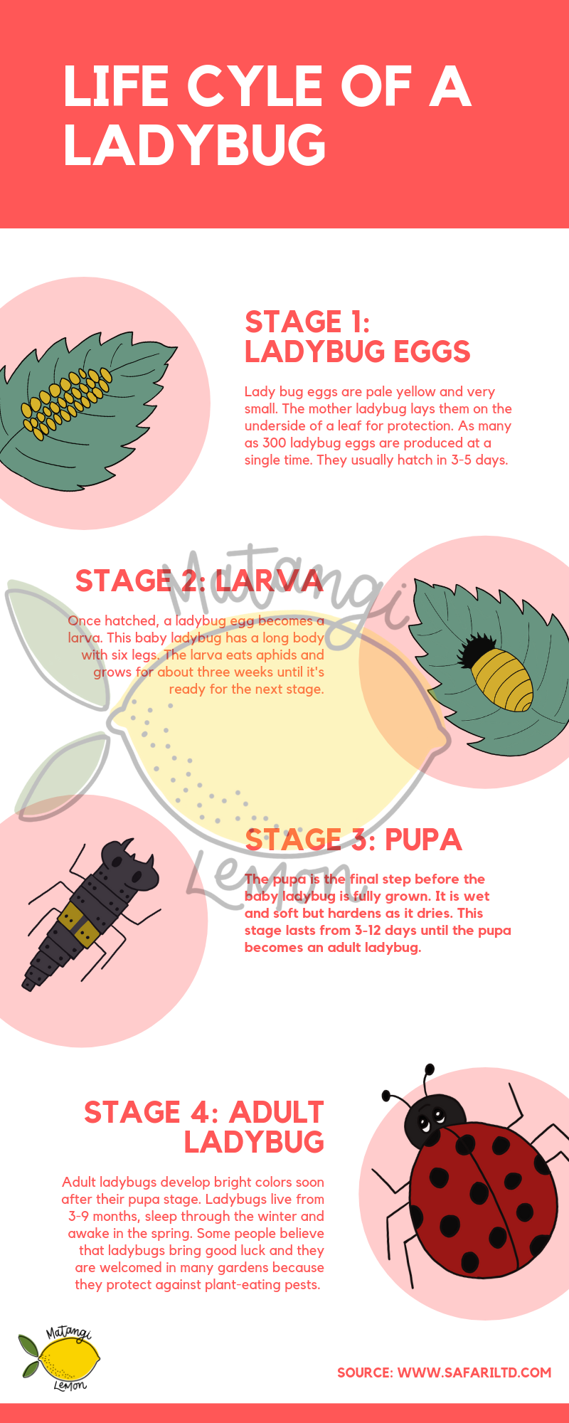 Life Cycle Of A Ladybug