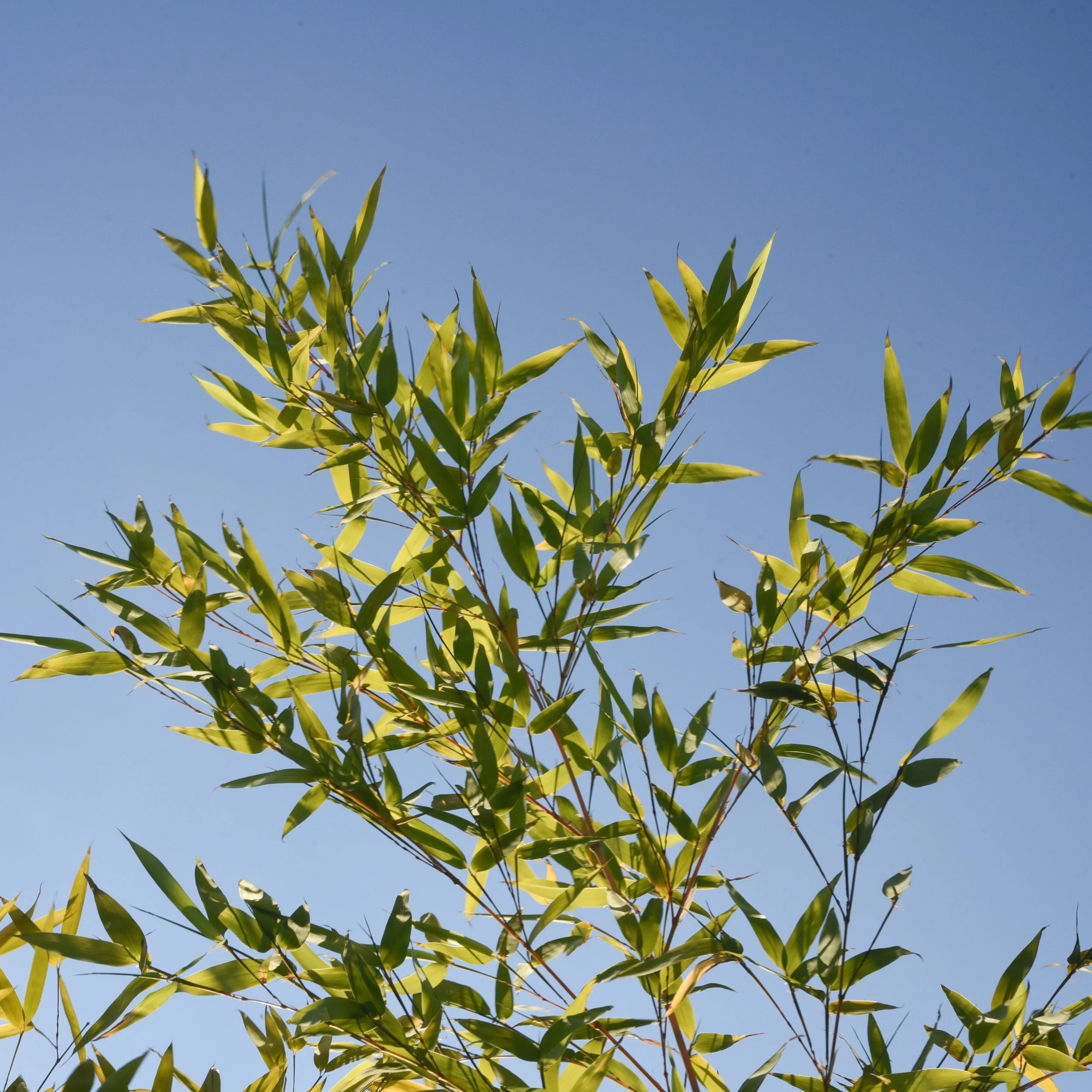 Stock — Ladybrook Nursery