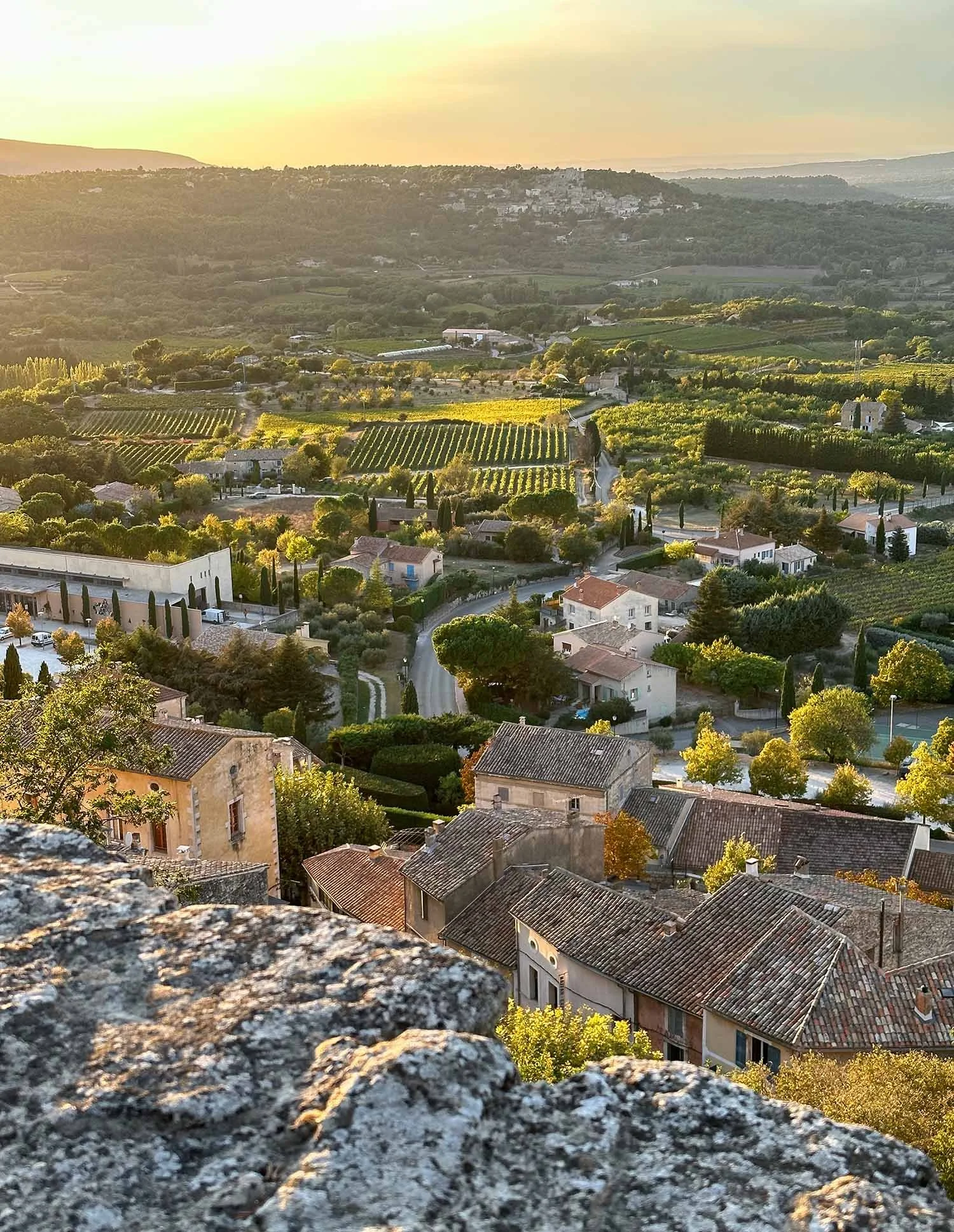 Provence — French Larkspur