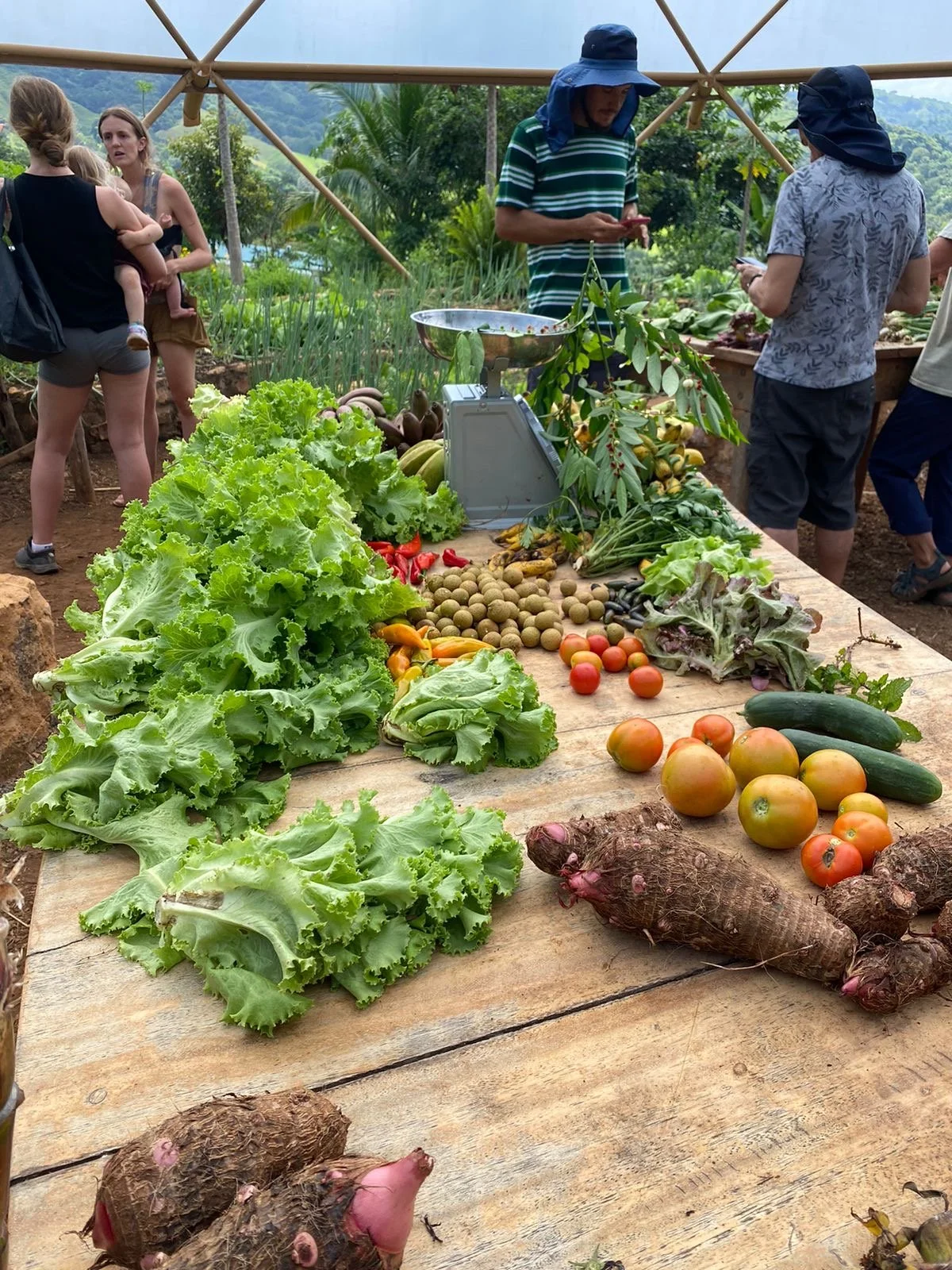 Our Regenerative Farm — ALEGRÍA VILLAGE