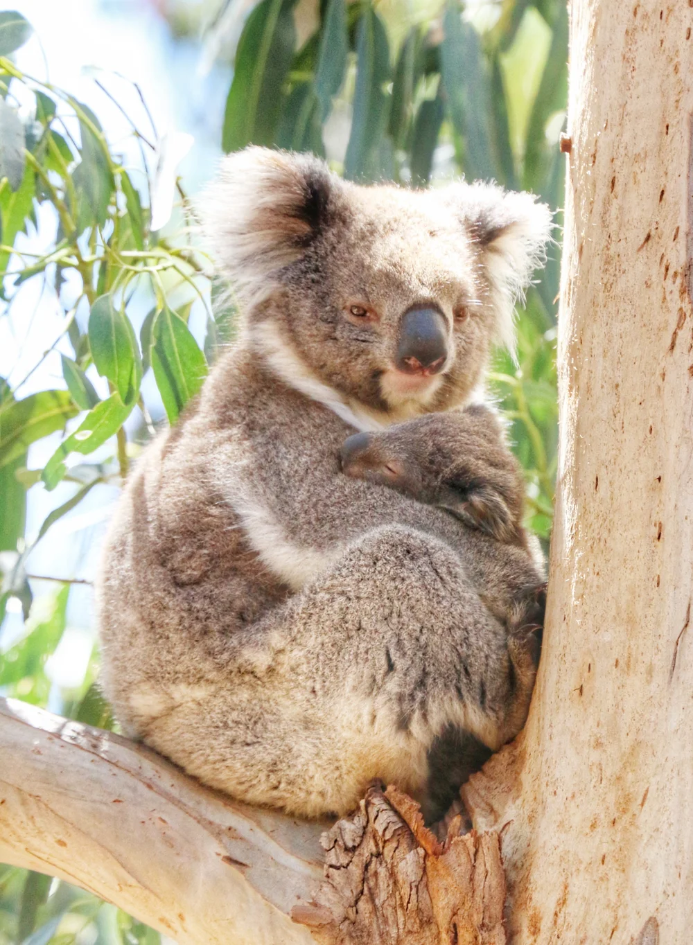 Australia: The Koalas of Kangaroo Island — Wander Awhile