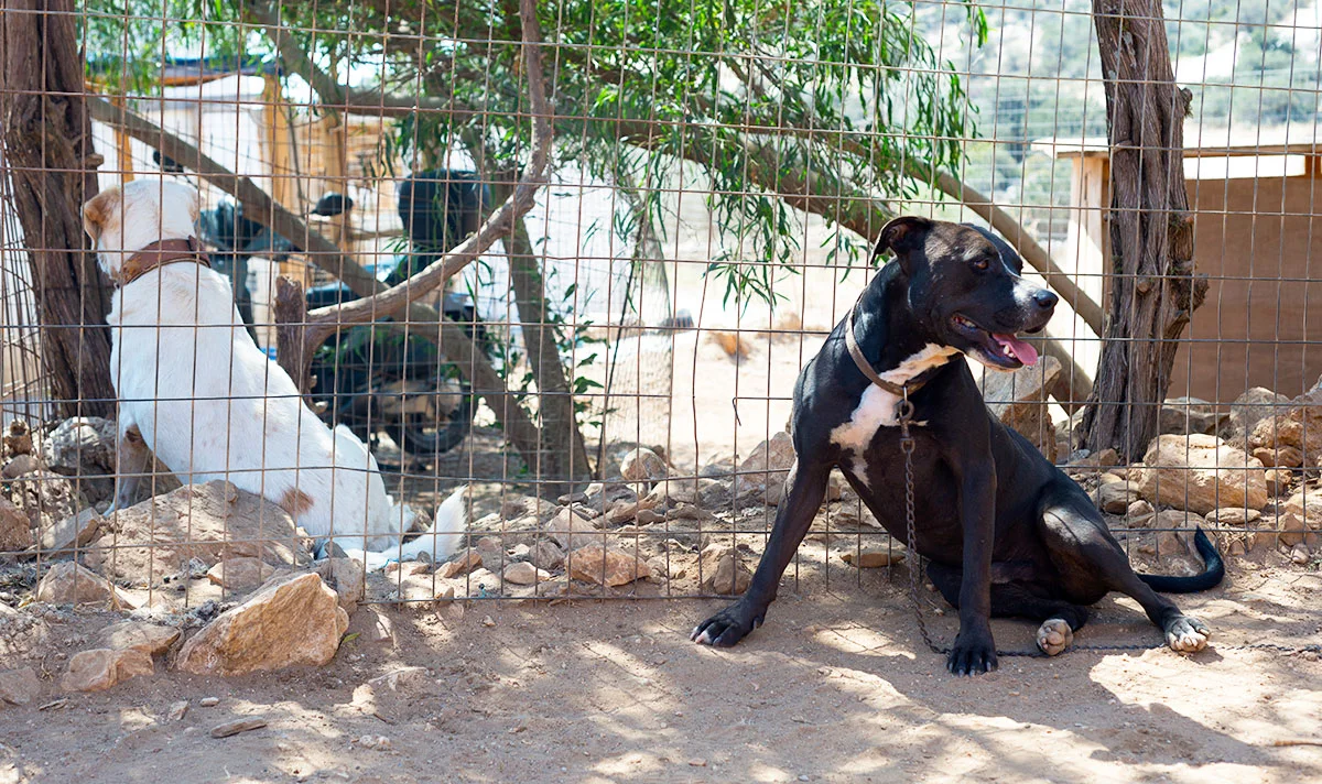 PAWS - Paros Animal Welfare Society