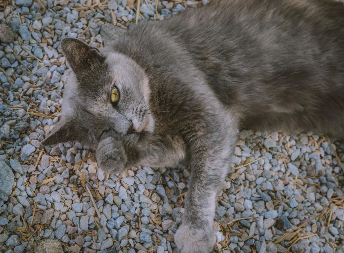 PAWS - Paros Animal Welfare Society