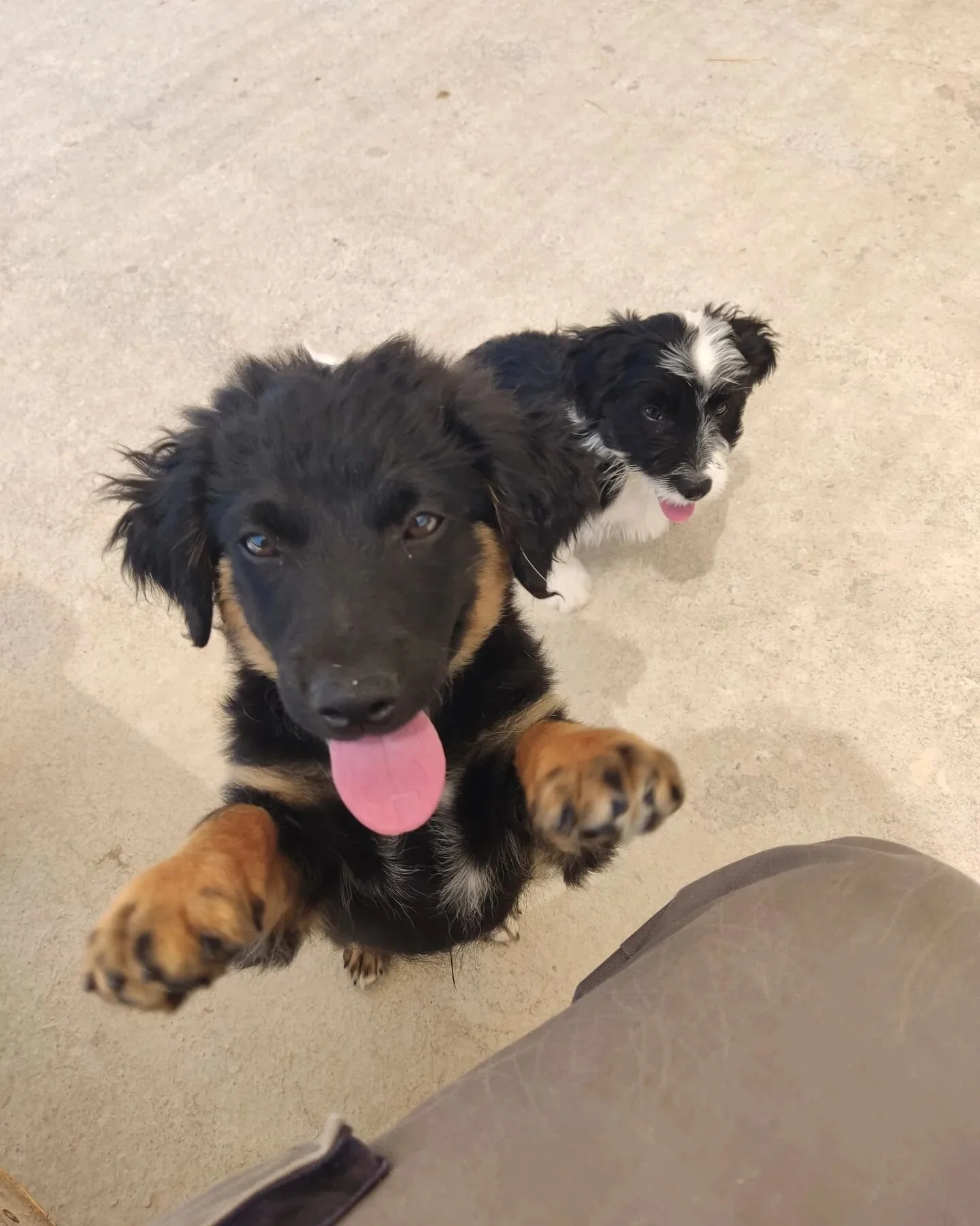 PAWS - Paros Animal Welfare Society