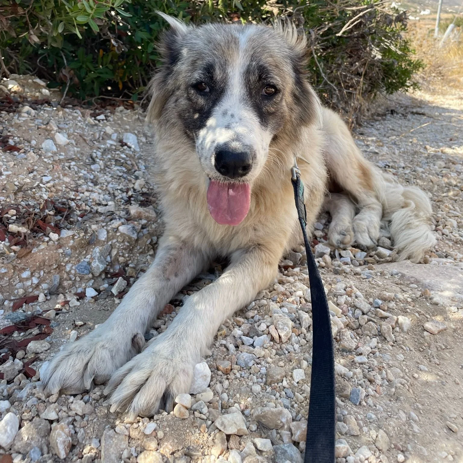 Parian strays available for adoption — PAWS - Paros Animal Welfare Society