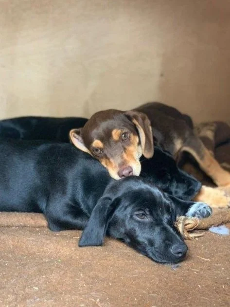 PAWS - Paros Animal Welfare Society