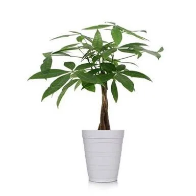 Potted Plants — United Floral Distributors