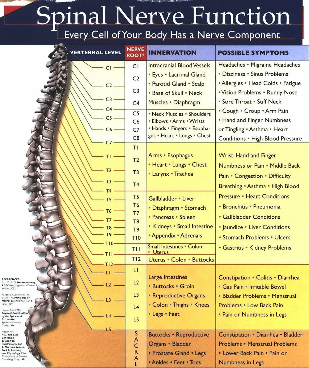 Nerve Chart — BODY FLOW CHIROPRACTIC