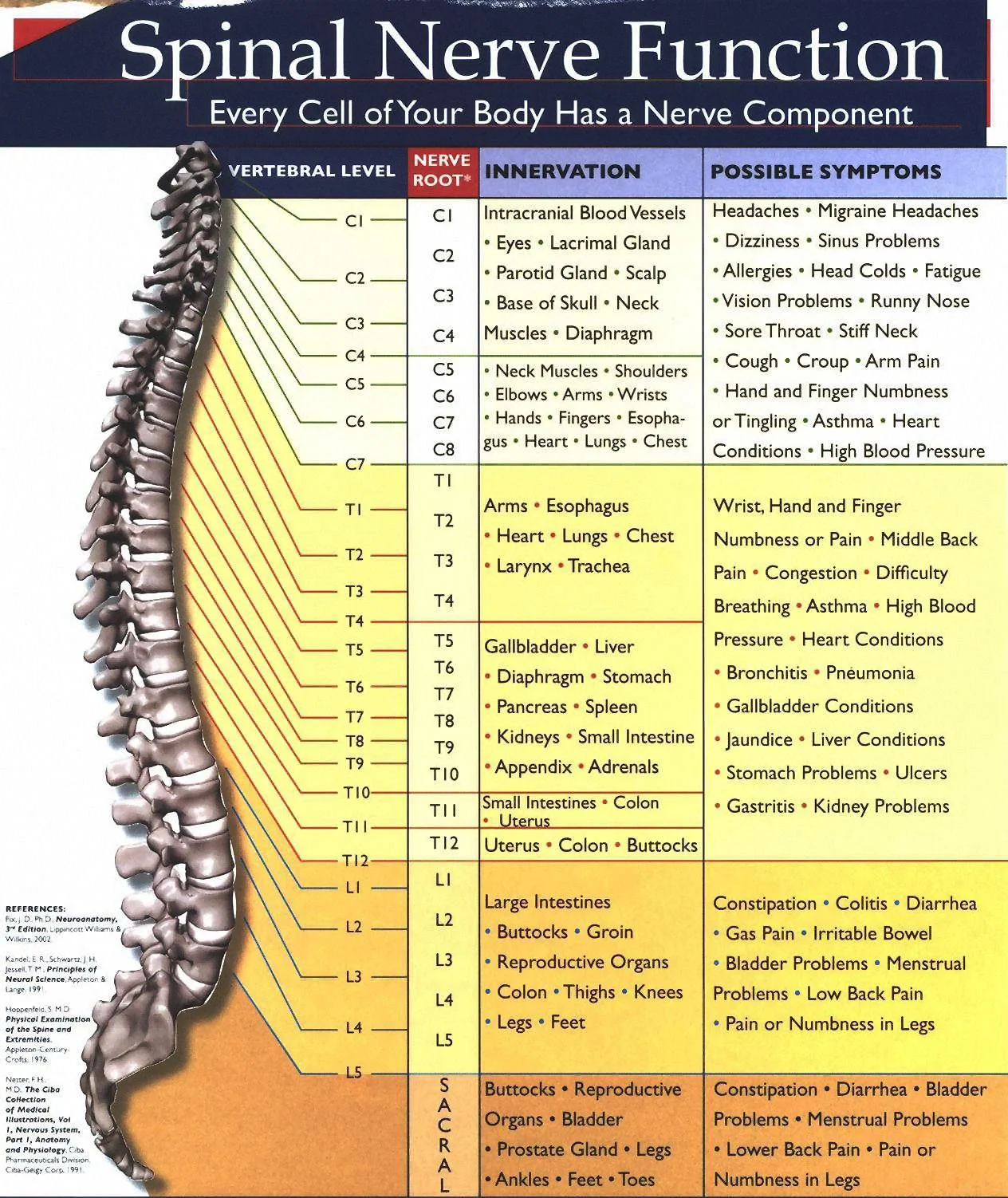 Nerve Chart BODY FLOW CHIROPRACTIC