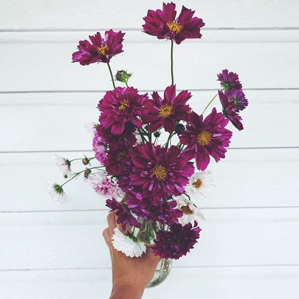 Flowers — little fields