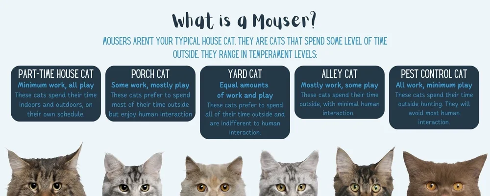 Mousers — Companion Animal Alliance