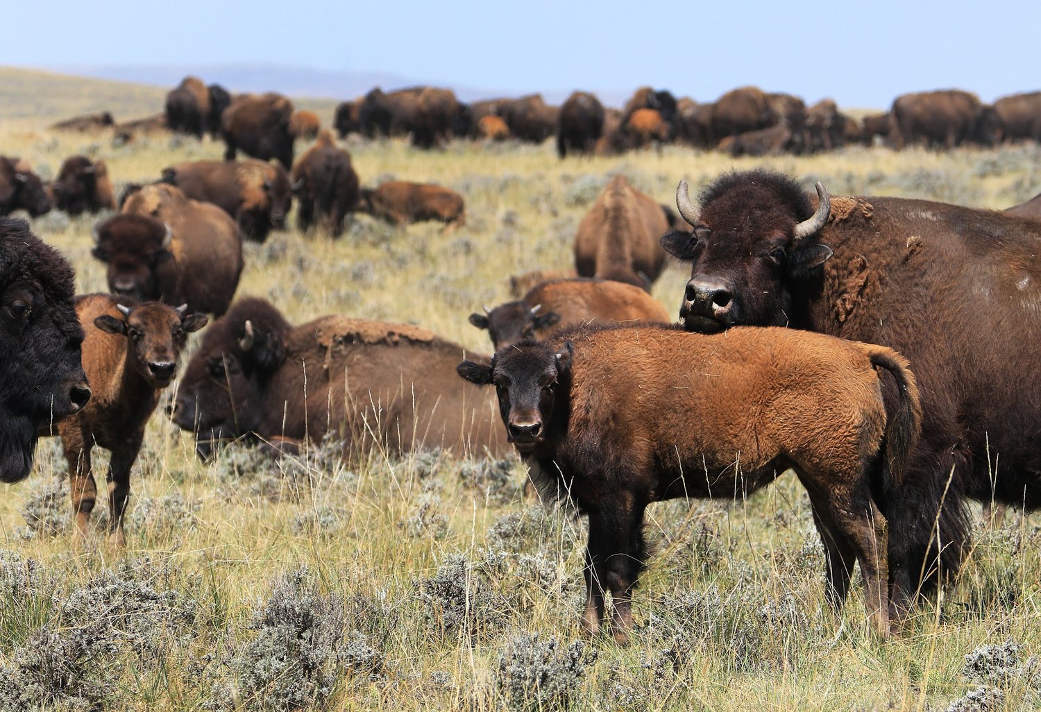 The Buffalo Treaty: Keystone to Wellness — Galt Museum & Archives