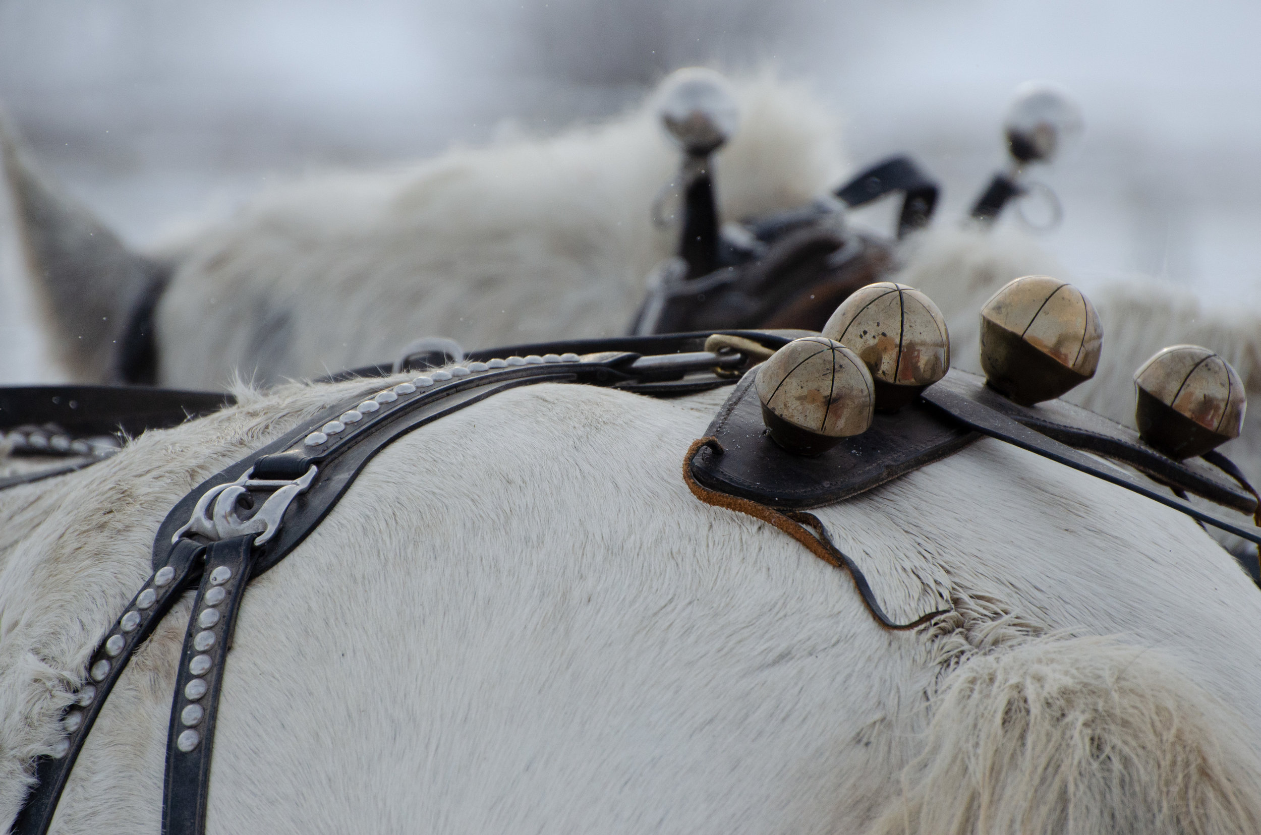 Fort Whoop-Up — Galt Museum & Archives