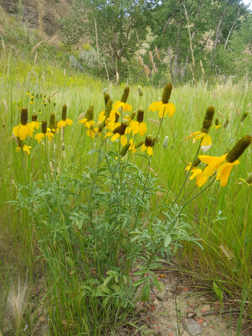 Ratibida Columnifera