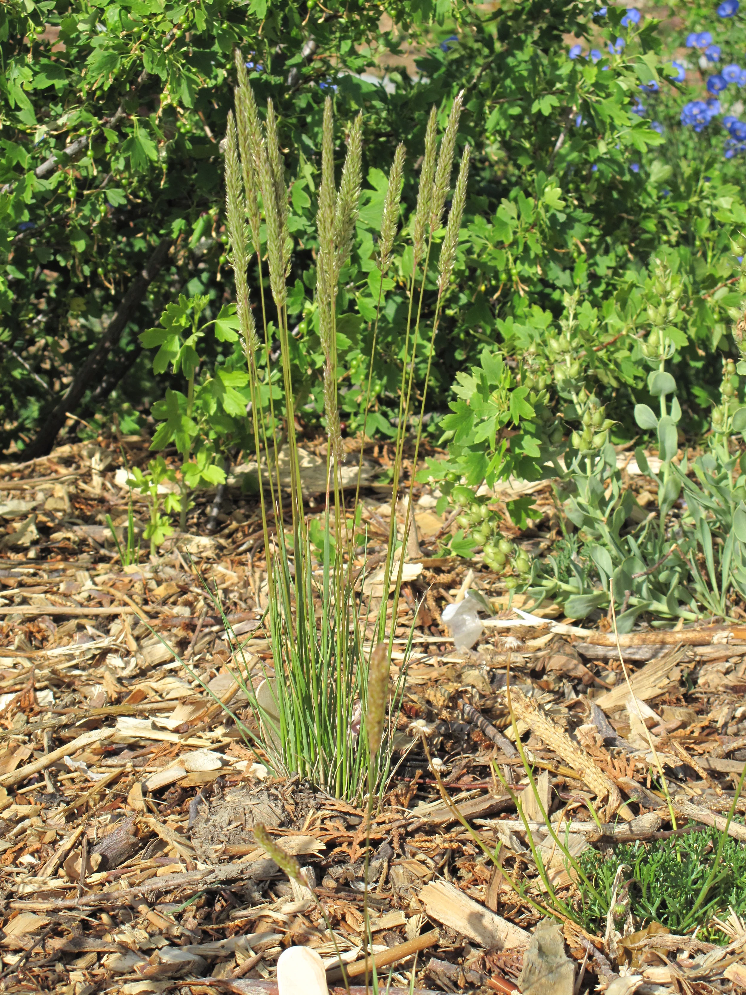 Prairie Junegrass — Galt Museum & Archives
