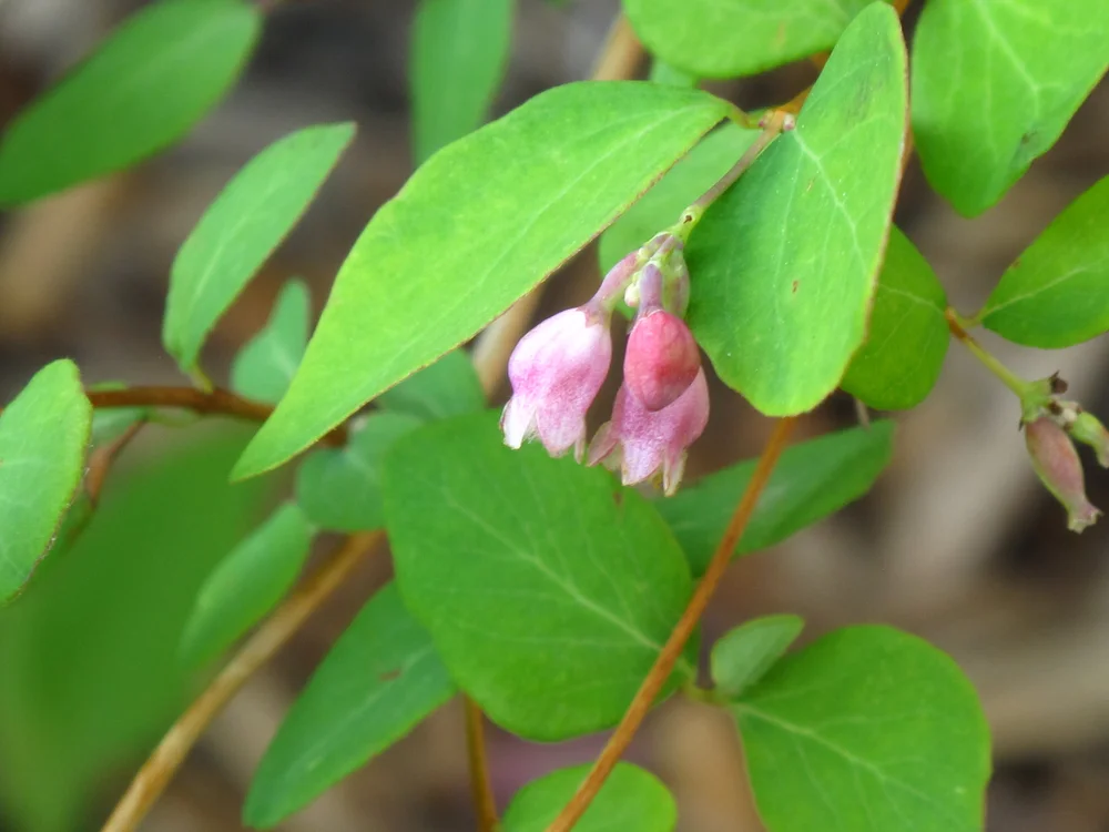 Symphoricarpos Albus Stem