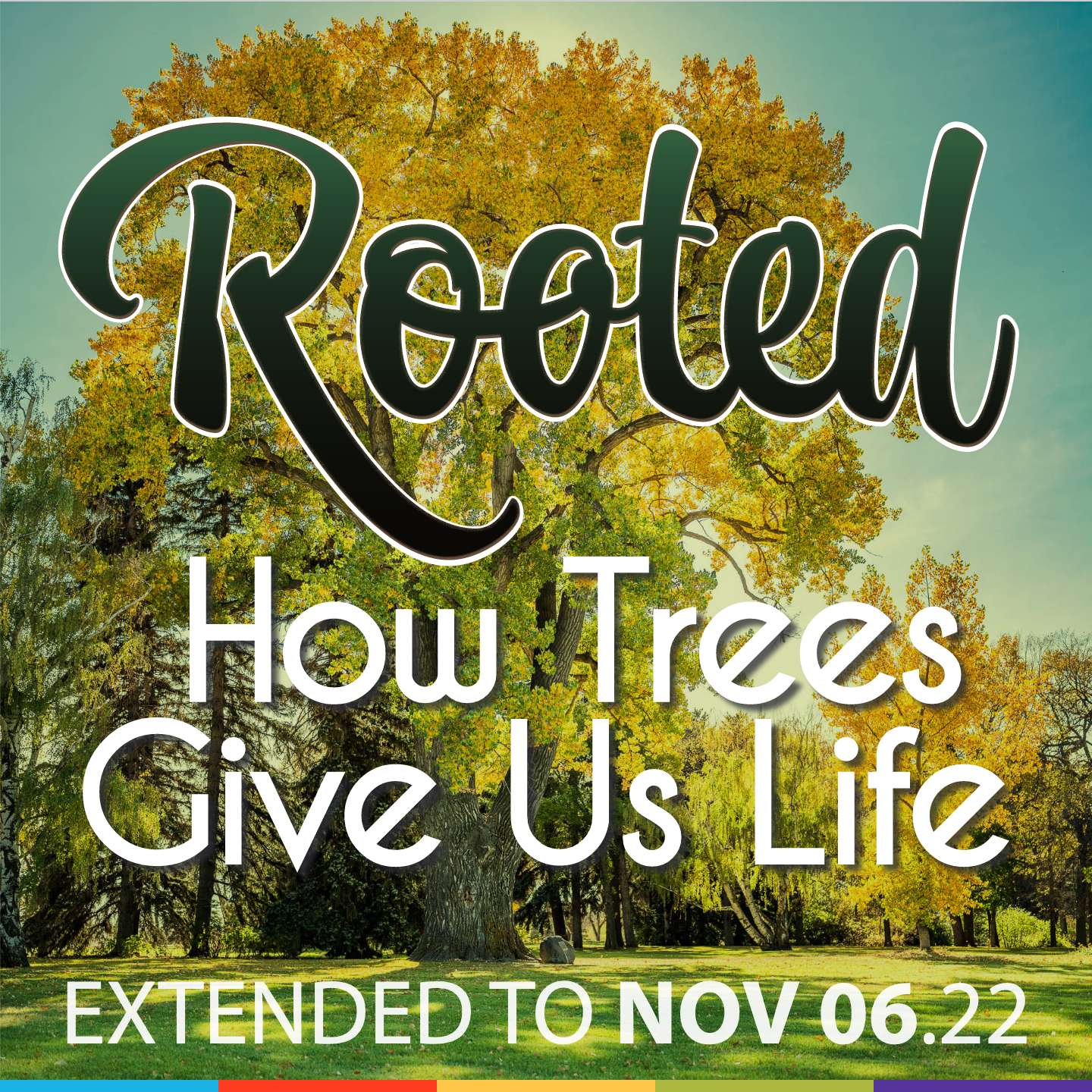 Rooted: How Trees Give Us Life — Galt Museum & Archives