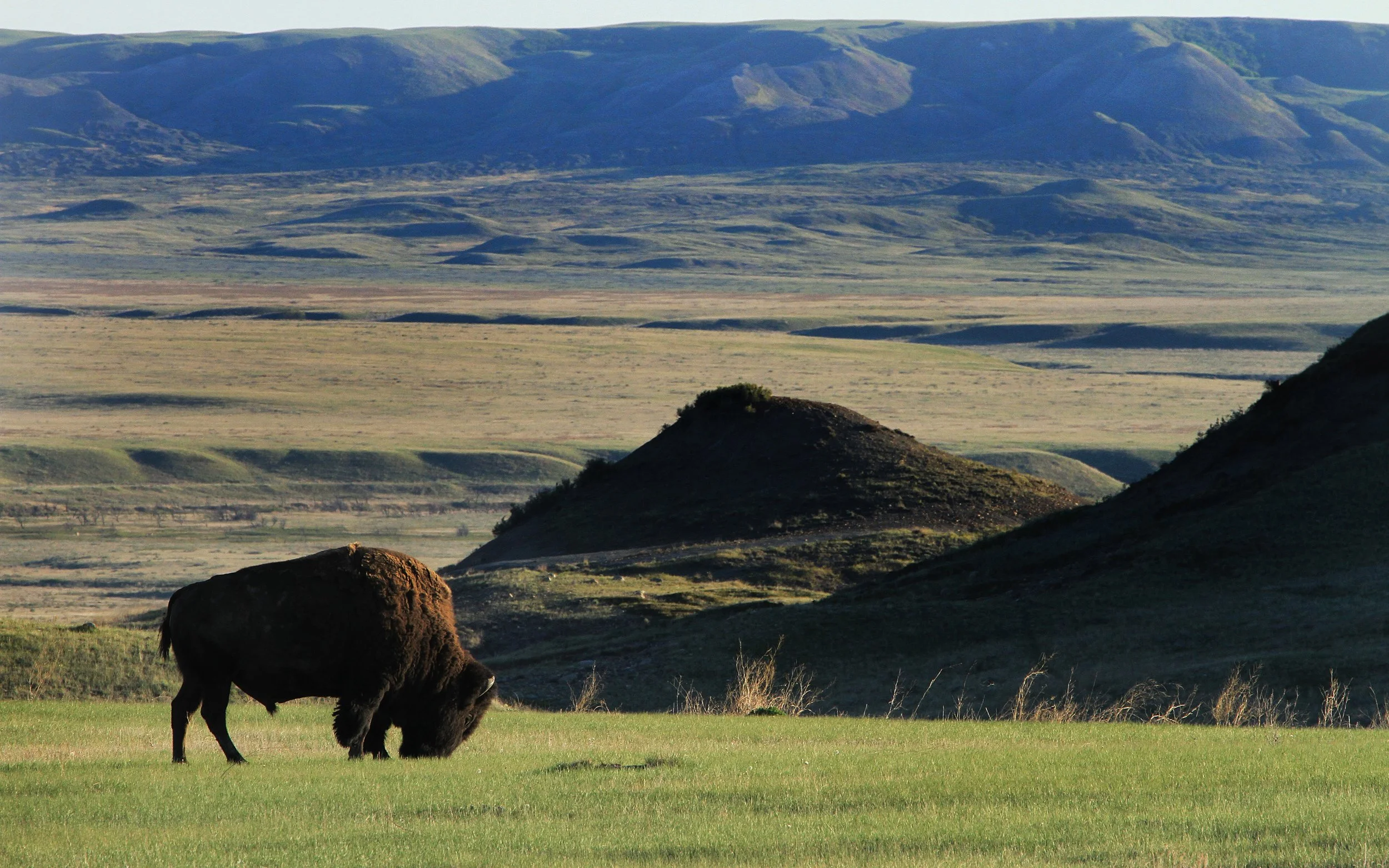 The Buffalo Treaty: Keystone to Wellness — Galt Museum & Archives