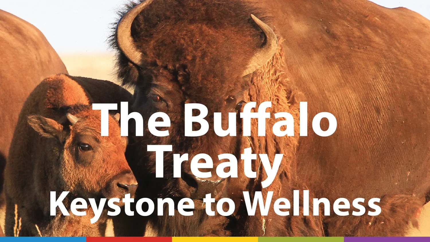 Buffalo Treaty: Keystone to Wellness — Galt Museum & Archives
