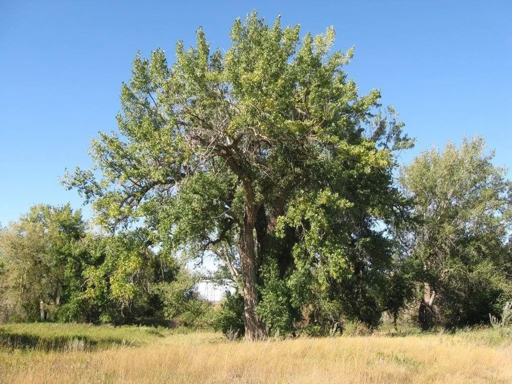 Niitsitapi Tree Burials: Cottonwoods Tour of Indian Battle Park — Galt ...