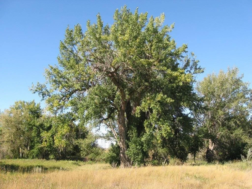 Niitsitapi Tree Burials: Cottonwoods Tour of Indian Battle Park — Galt ...