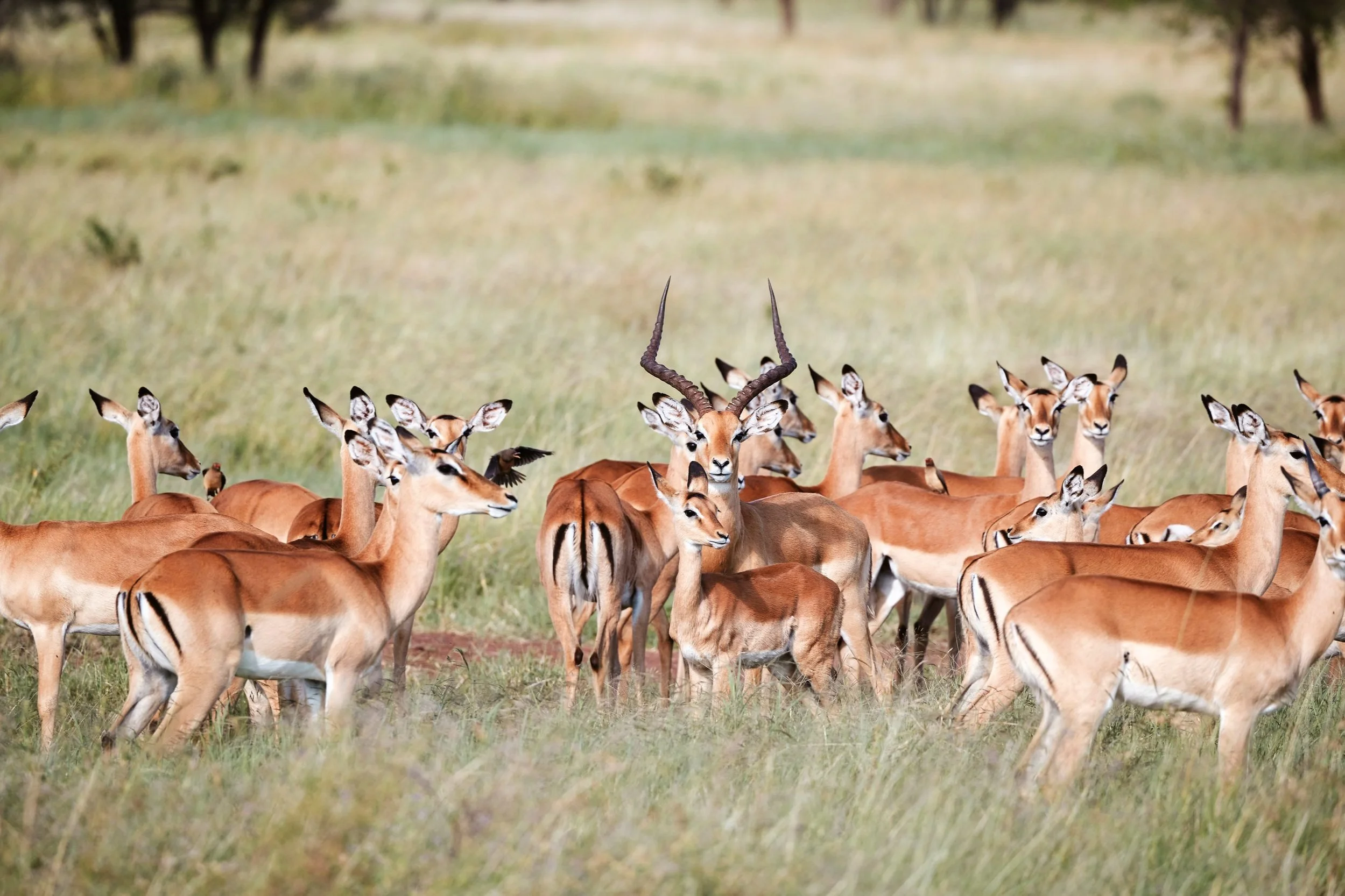 Plateau International — Laba Grumeti Art Lodge
