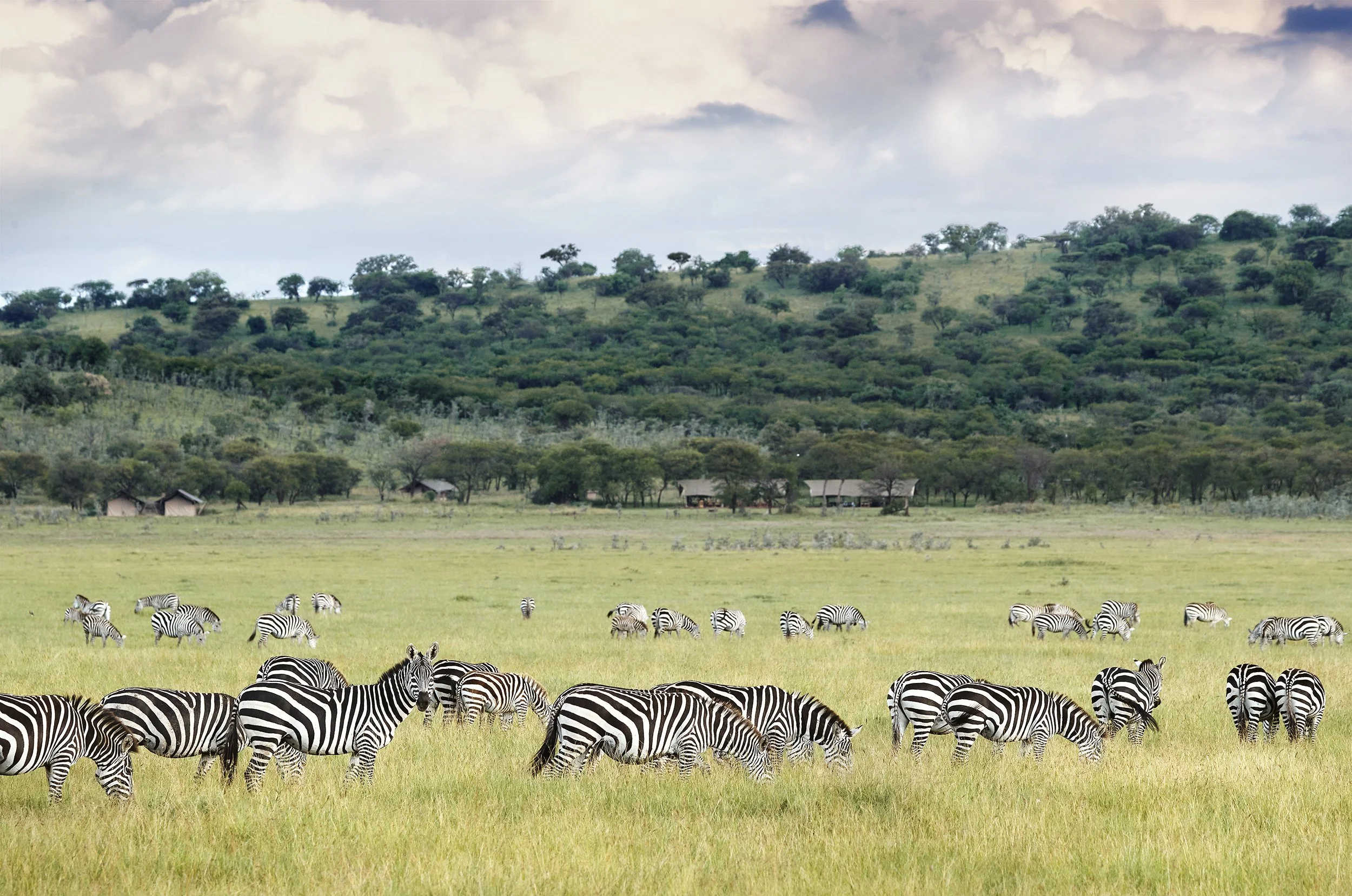 Plateau International — Laba Migration Camp