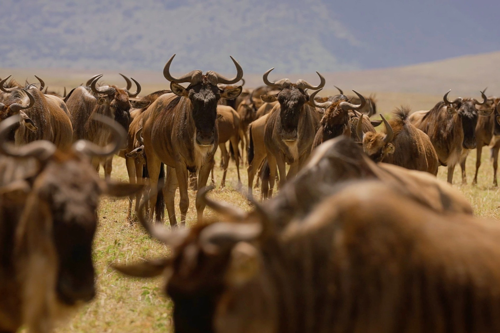 Plateau International — Laba Ngorongoro Lodge