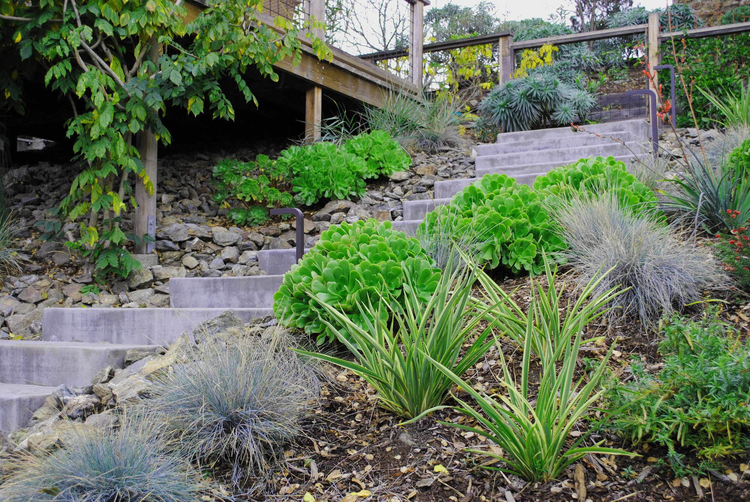 A Terraced Hillside Garden — Ian Moore Designs