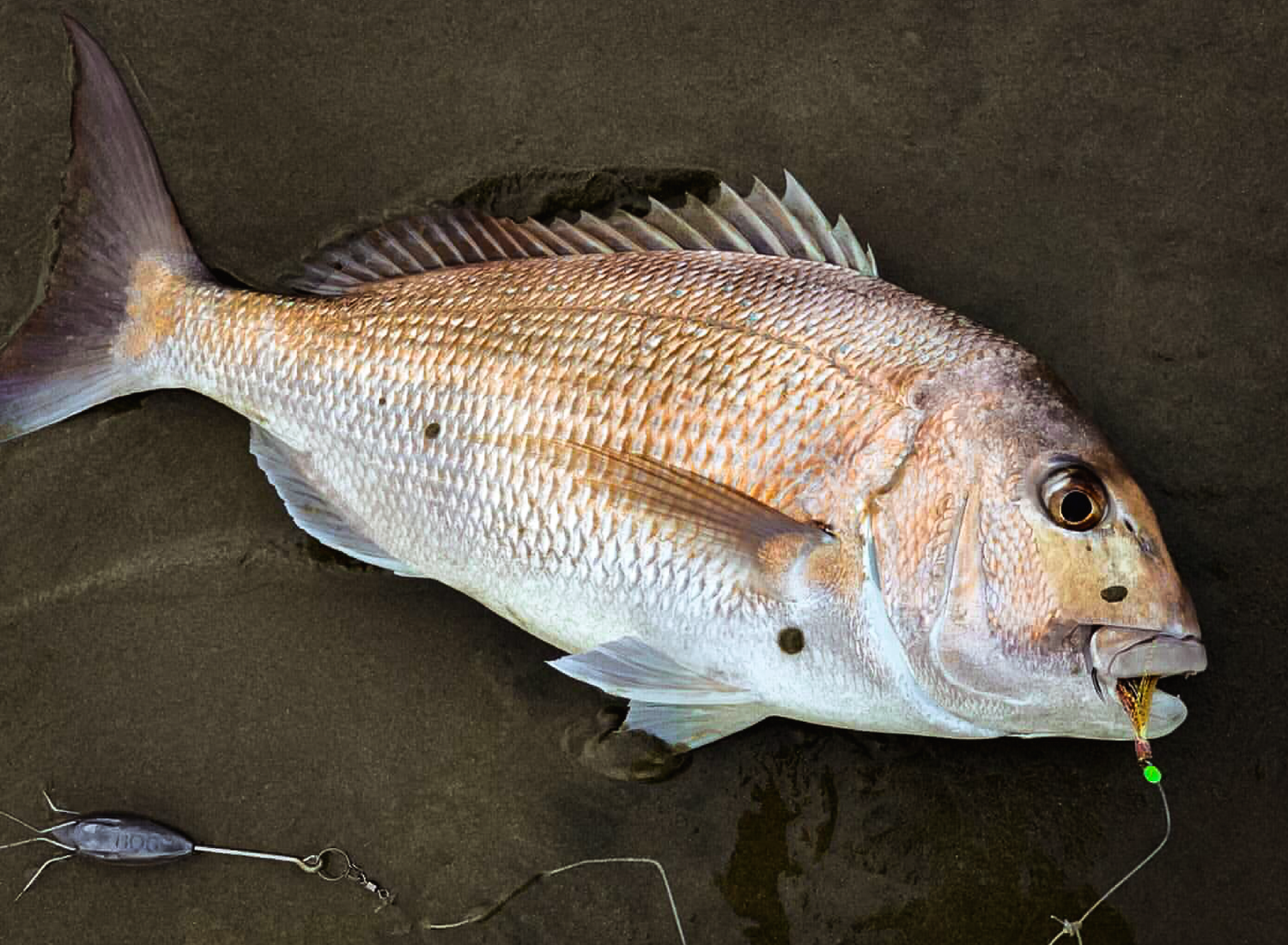Flasher Rig Fishing: Easy As. — BKK Hooks New Zealand