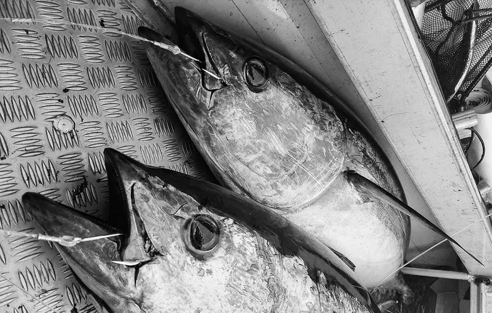 Trolling Hooks for Tuna: How to Rig For Reliable Hook Sets — BKK Hooks ...