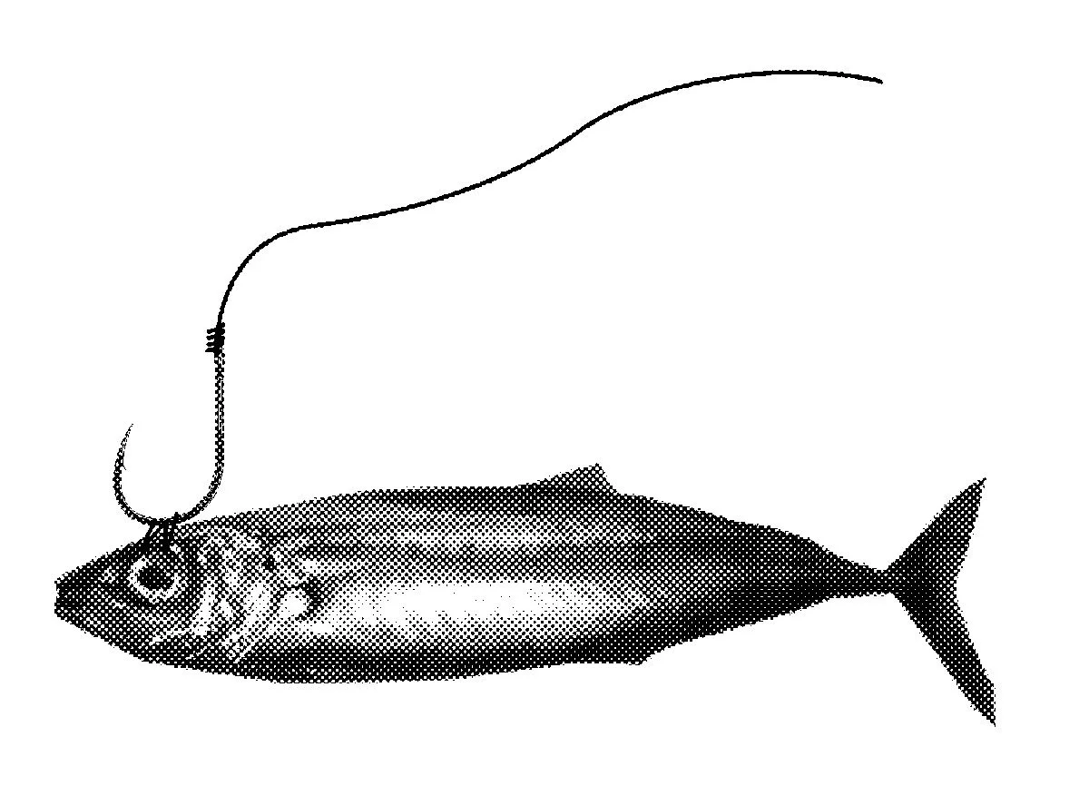 Targeting Offshore Kingfish with Livebaits: A How-to Guide. — BKK Hooks ...