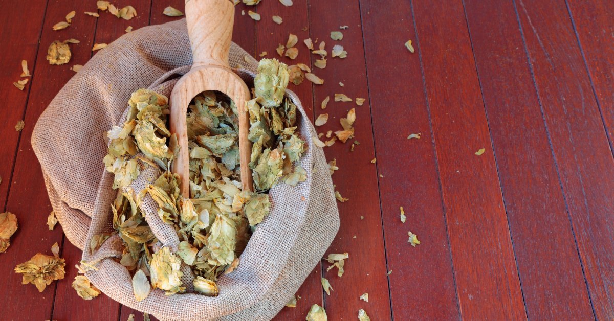 The Basics of Dry Hopping You Should Know