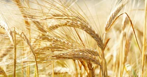 5 Types of Barley To Use in Your Beer Recipe