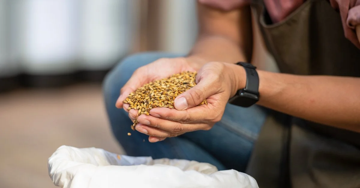5 Types of Barley To Use in Your Beer Recipe