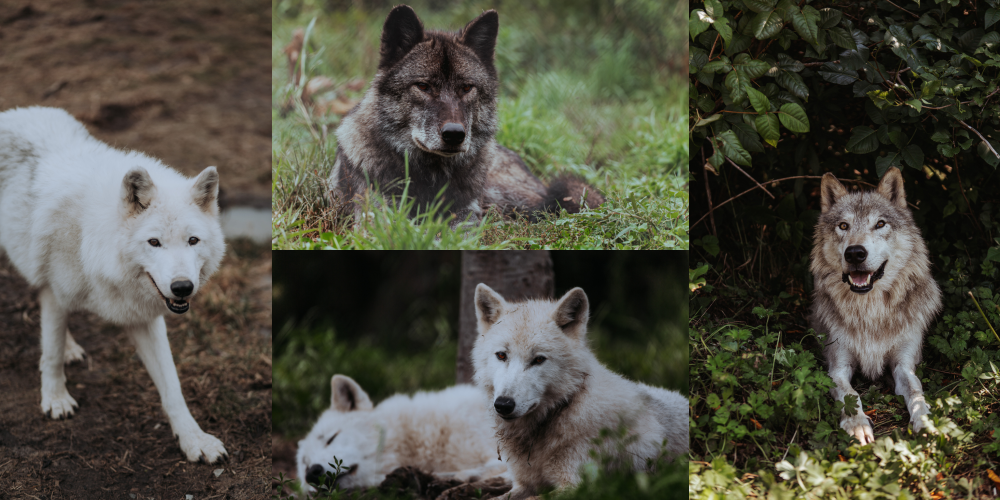 Highway Wolf Supports Wolf Hollow and Their Mission to Protect Wolves ...