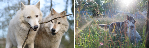 Highway Wolf Shines a Light on Wolf Haven International — Richlynn Group
