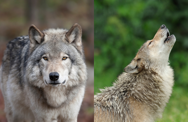 Highway Wolf Partners with Washington Wildlife First to Advocate for ...