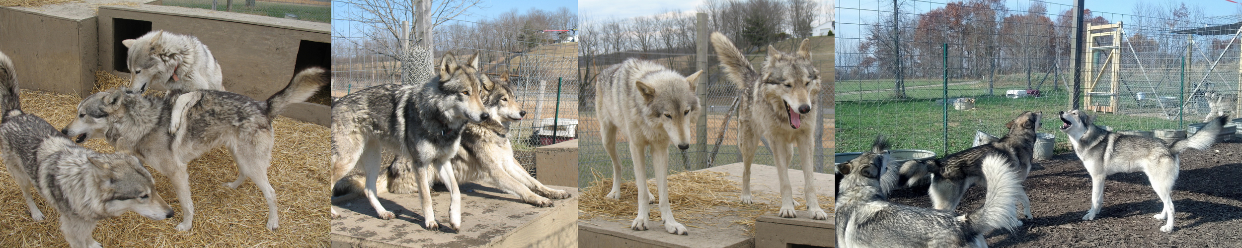 Creating Safe Havens: Highway Wolf Highlights My Pack of Wolves ...