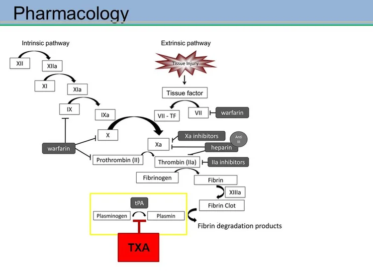 Gastrointestinal Bleeding: The Next Frontier (for TXA) — Maimonides ...