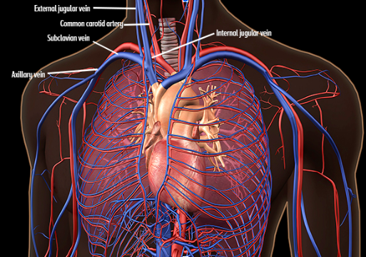 US Guided Subclavian Lines — Maimonides Emergency Medicine Residency
