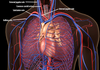 US Guided Subclavian Lines — Maimonides Emergency Medicine Residency