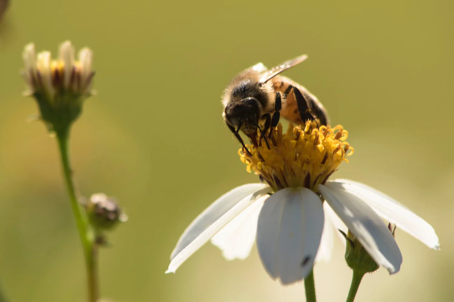 Bee Breath (Bhramari) — NEST YOGA