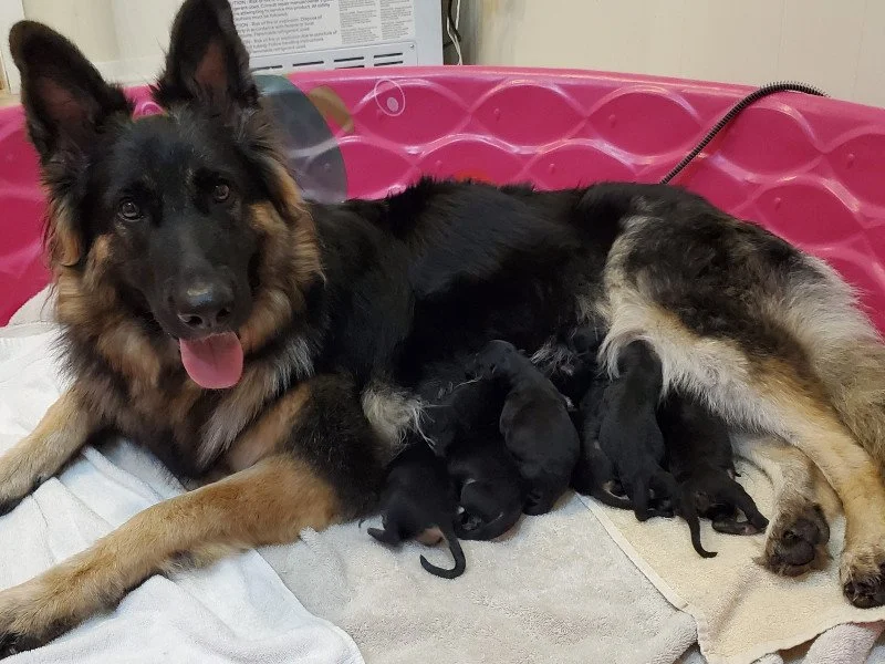 Are All German Shepherds Born Black