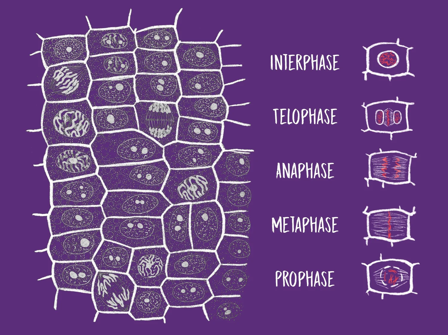 Mitosis in Onion Root Tips — DataClassroom