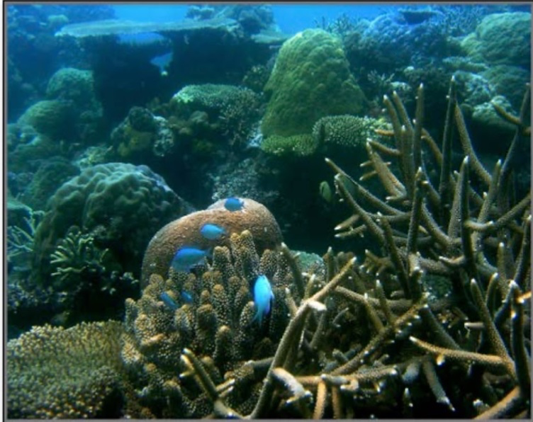 Coral Bleaching mutualism and Climate Change - authentic dataset ...
