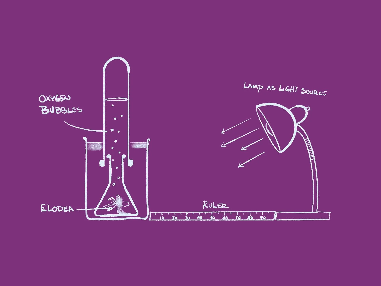 Elodea Photosynthesis Lab — DataClassroom