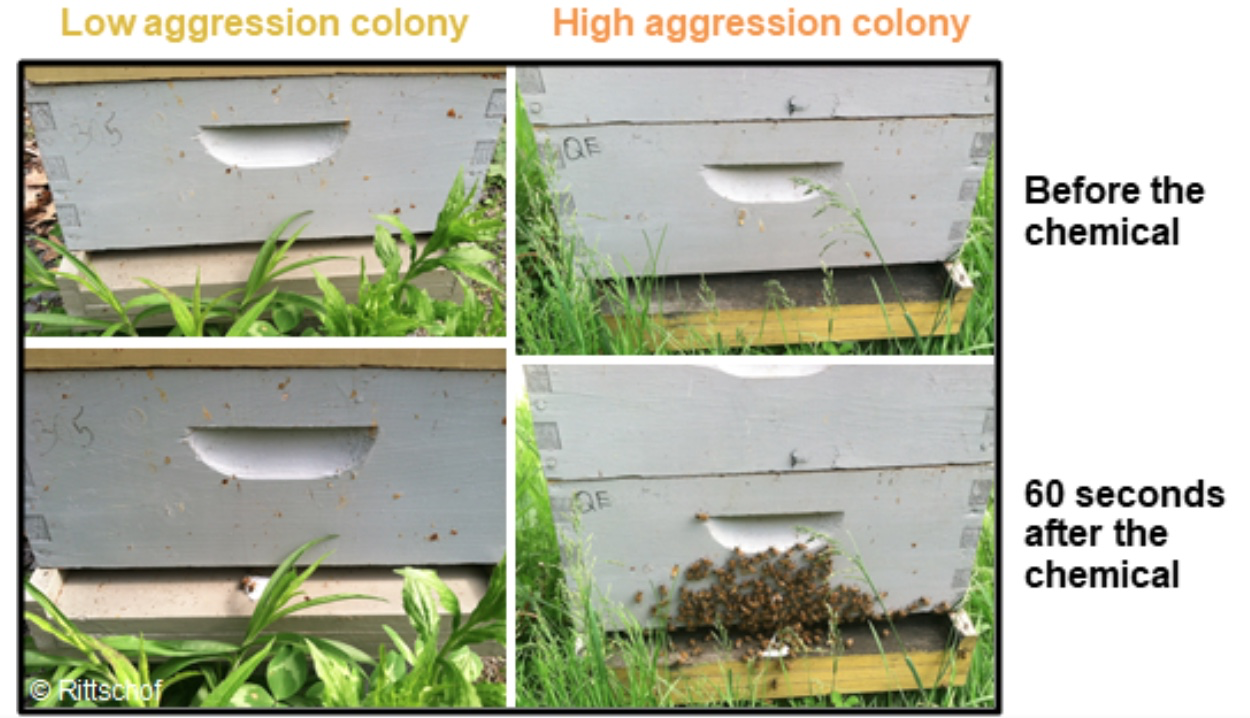 To bee or not to bee aggressive — DataClassroom