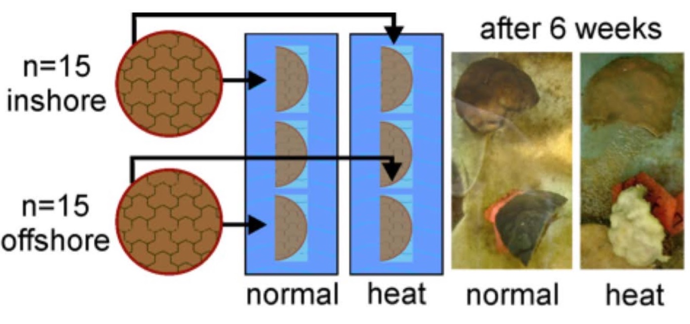 Coral Bleaching mutualism and Climate Change - authentic dataset ...